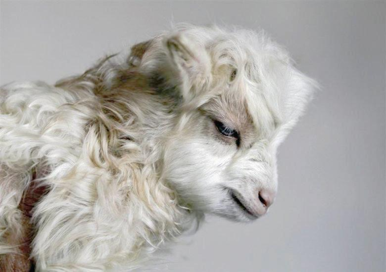 Now that the world's first cloned Pashmina goat is no more, scientists ...